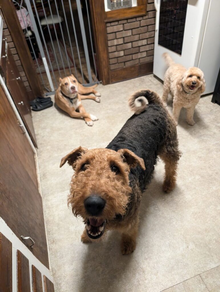 Adopt - SOAR- Starting Over Airedale Rescue
