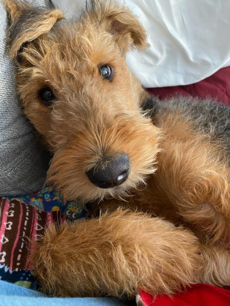 Adopt - Pet Caretaker - SOAR- Starting Over Airedale Rescue